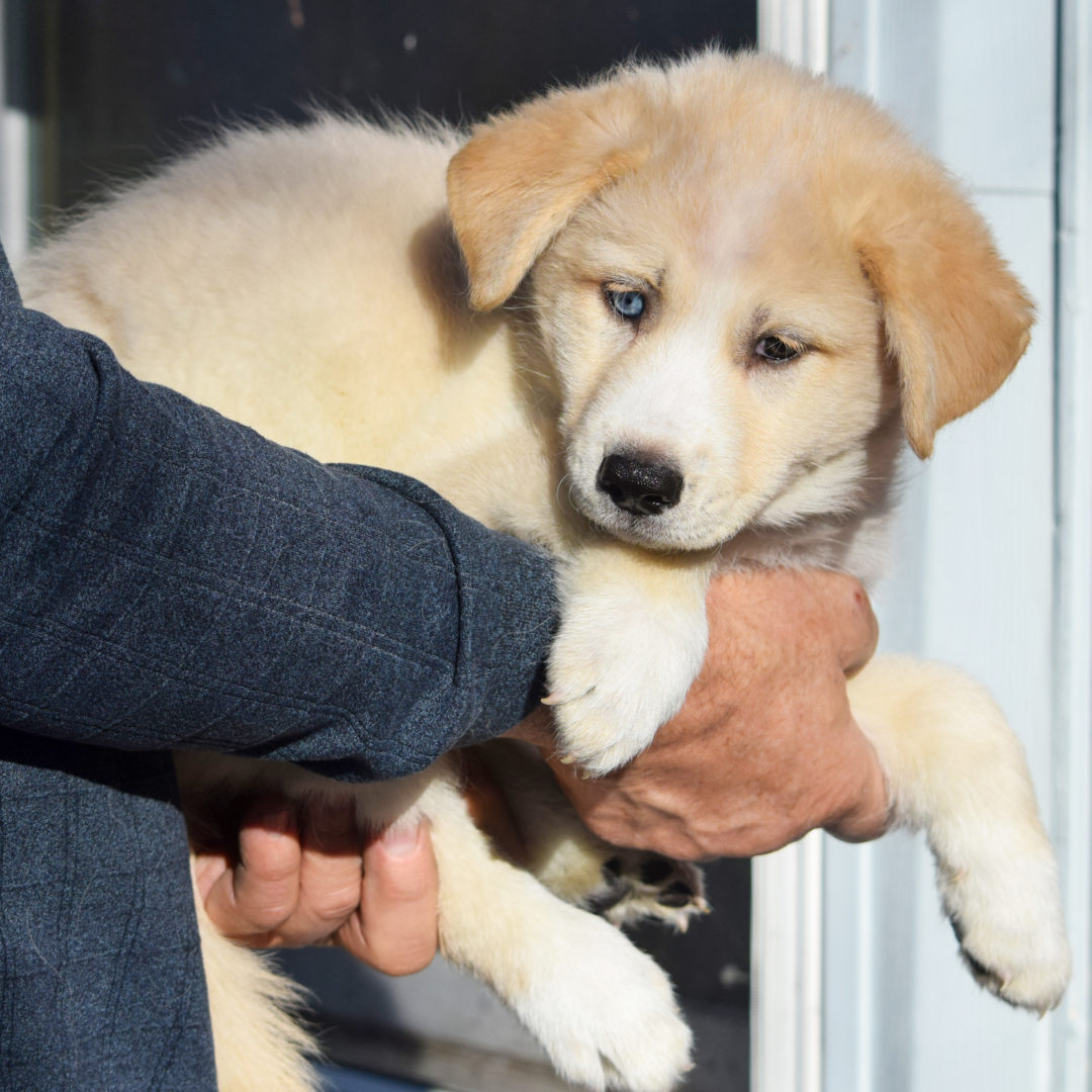 Fritz - Animal House Shelter