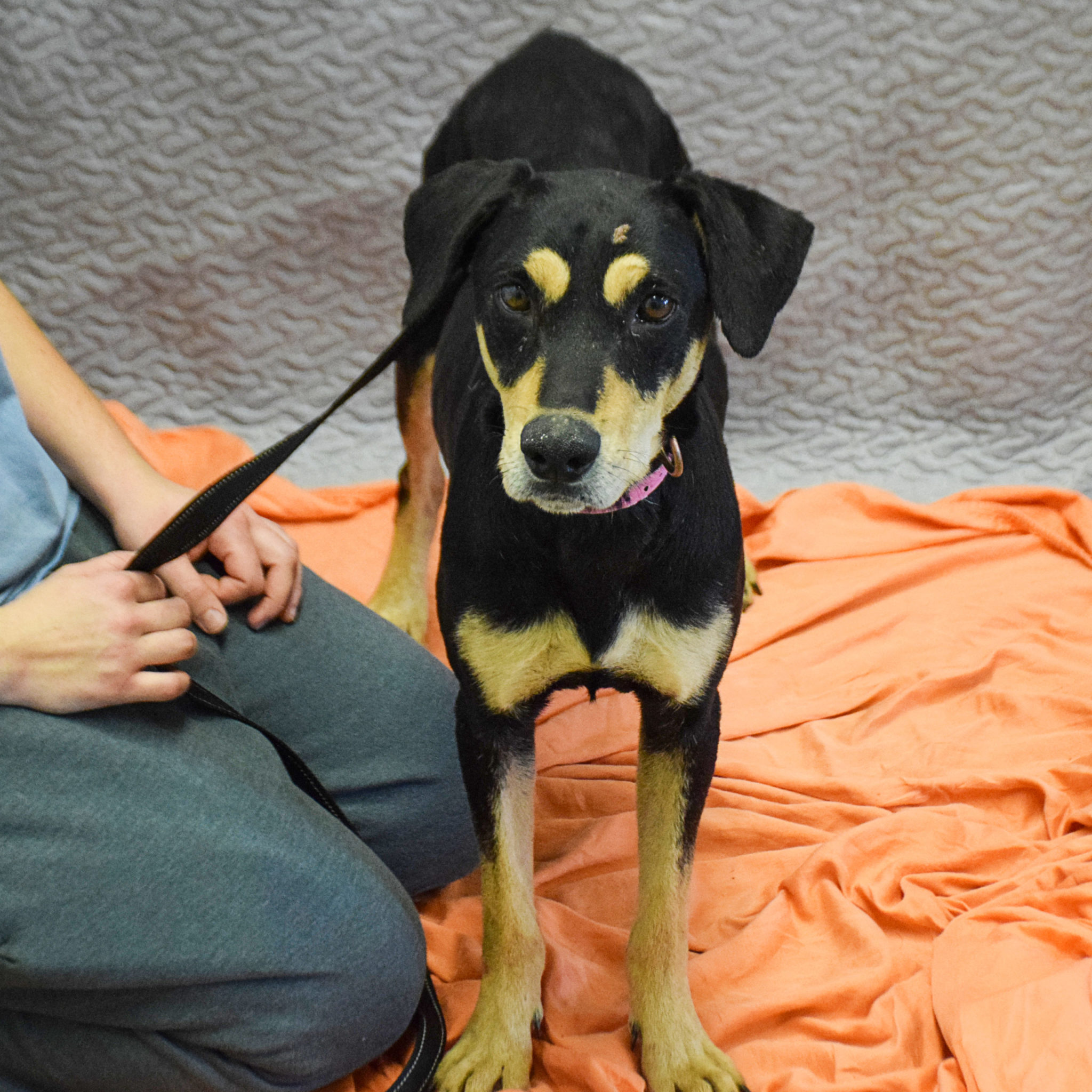 Lady - Animal House Shelter