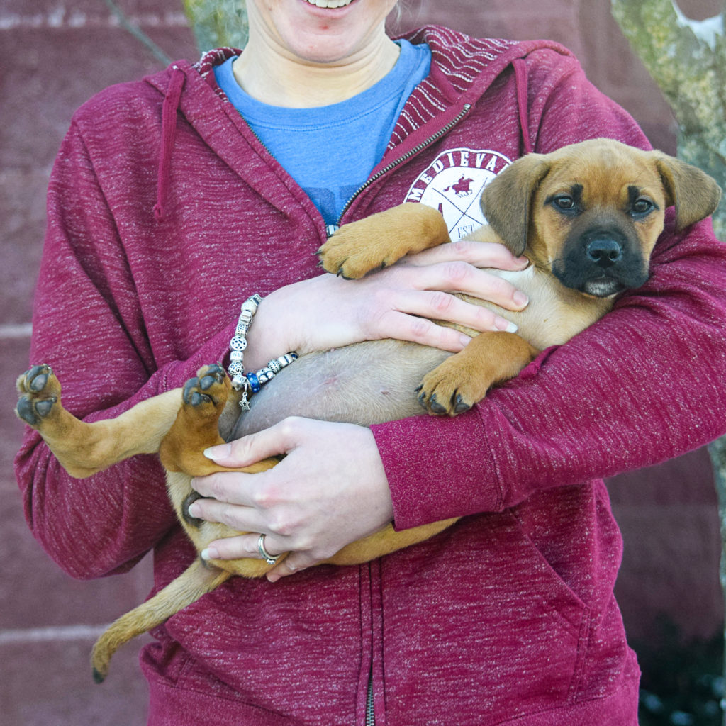 Morgan - Animal House Shelter