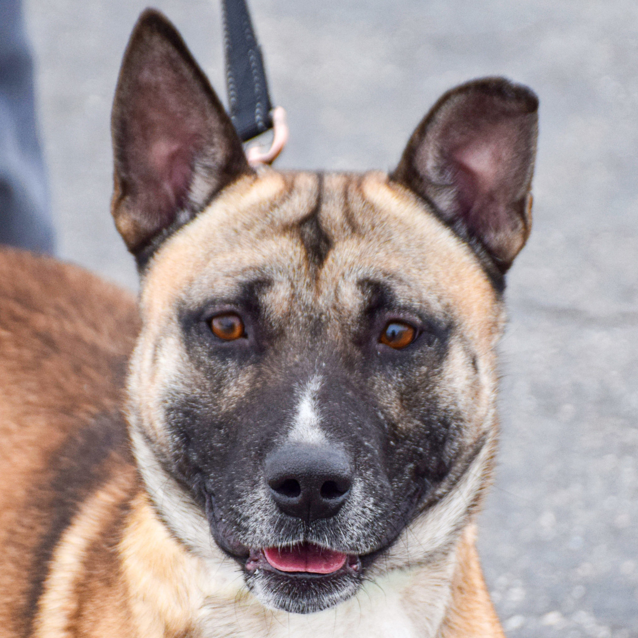 Yale | Animal House Shelter