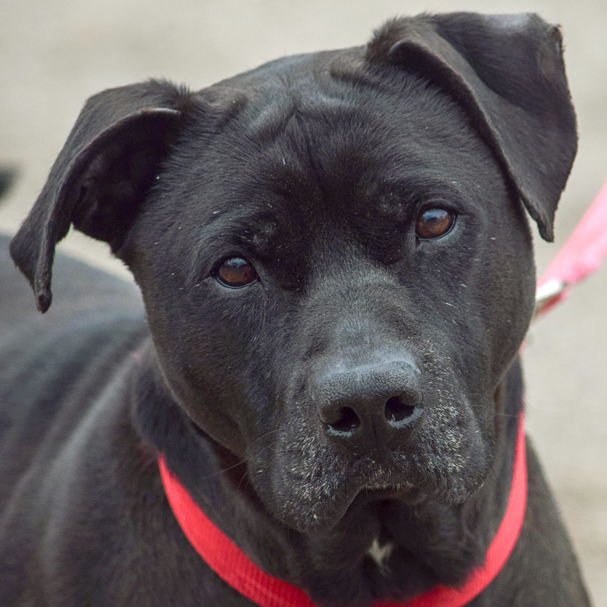 Boris - Animal House Shelter