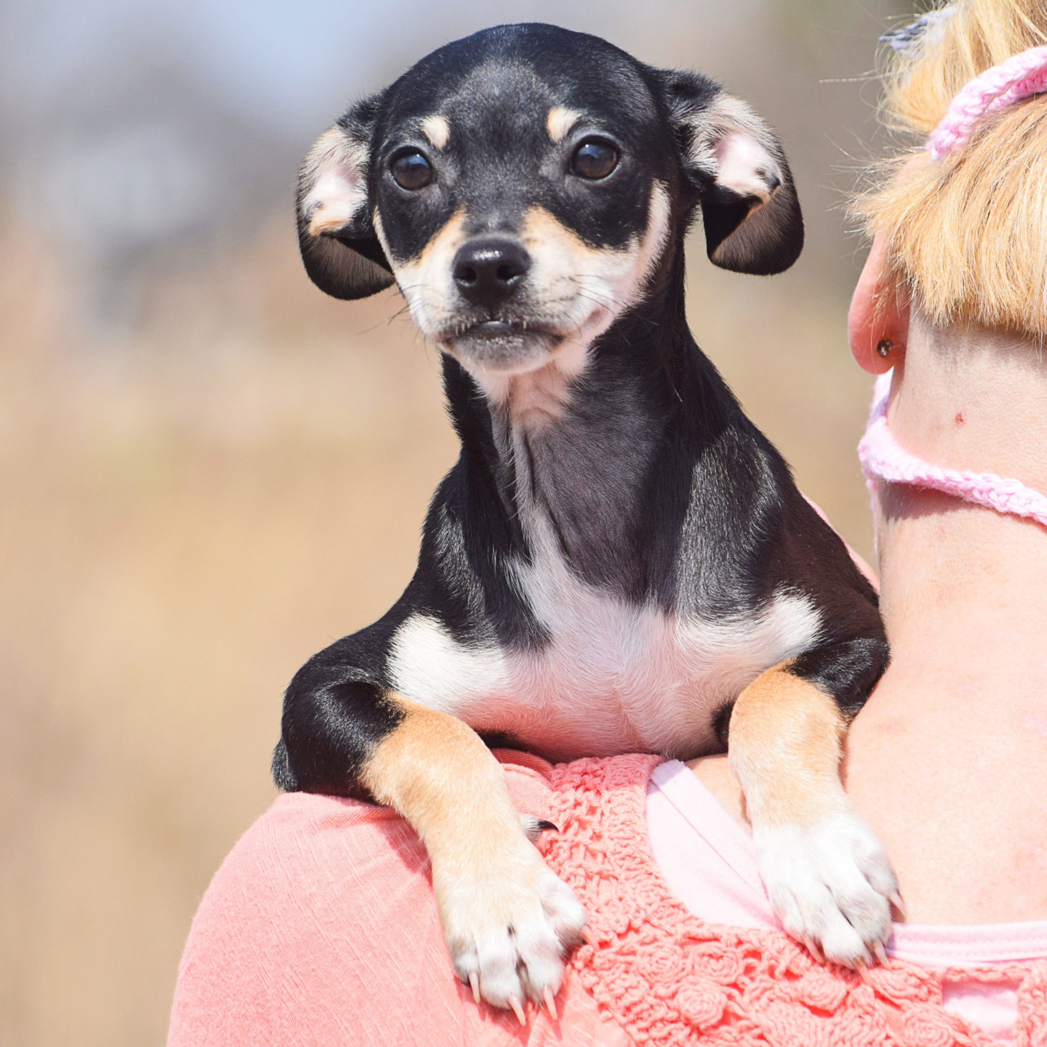 Warren Rhode Island Animal Shelter at Aiden Scurry blog