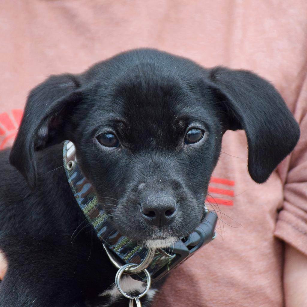 Enzo - Animal House Shelter