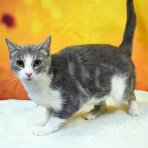 Faye - Animal House Shelter