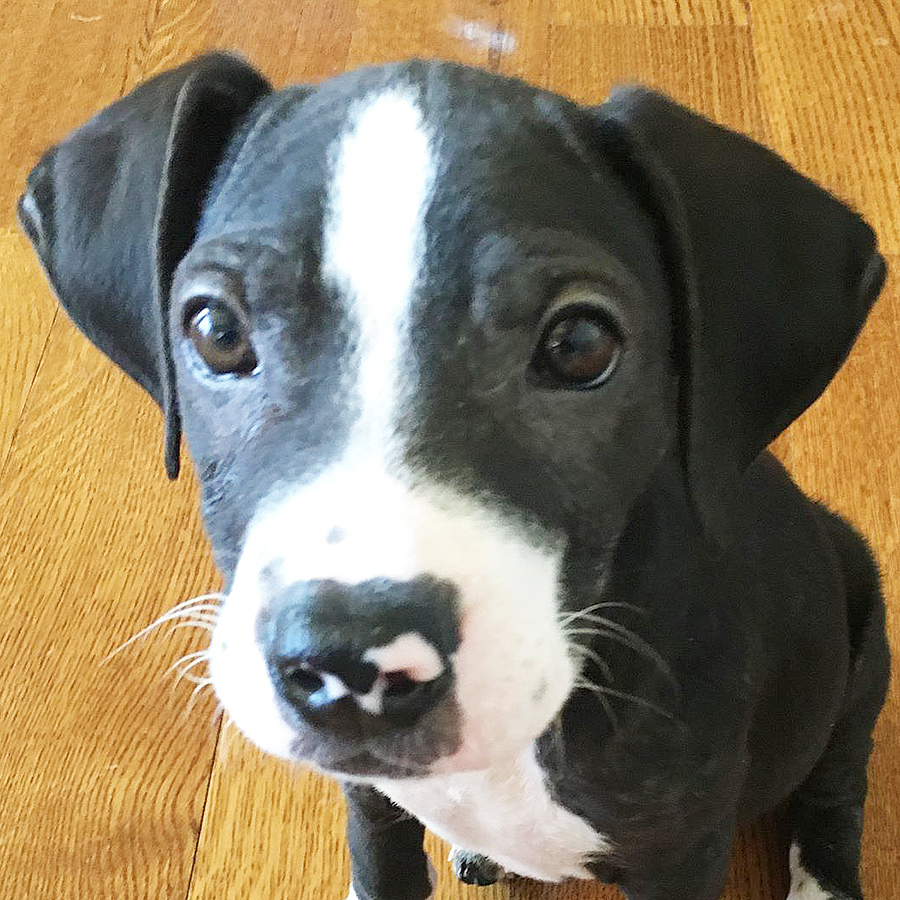 Harrison - Animal House Shelter