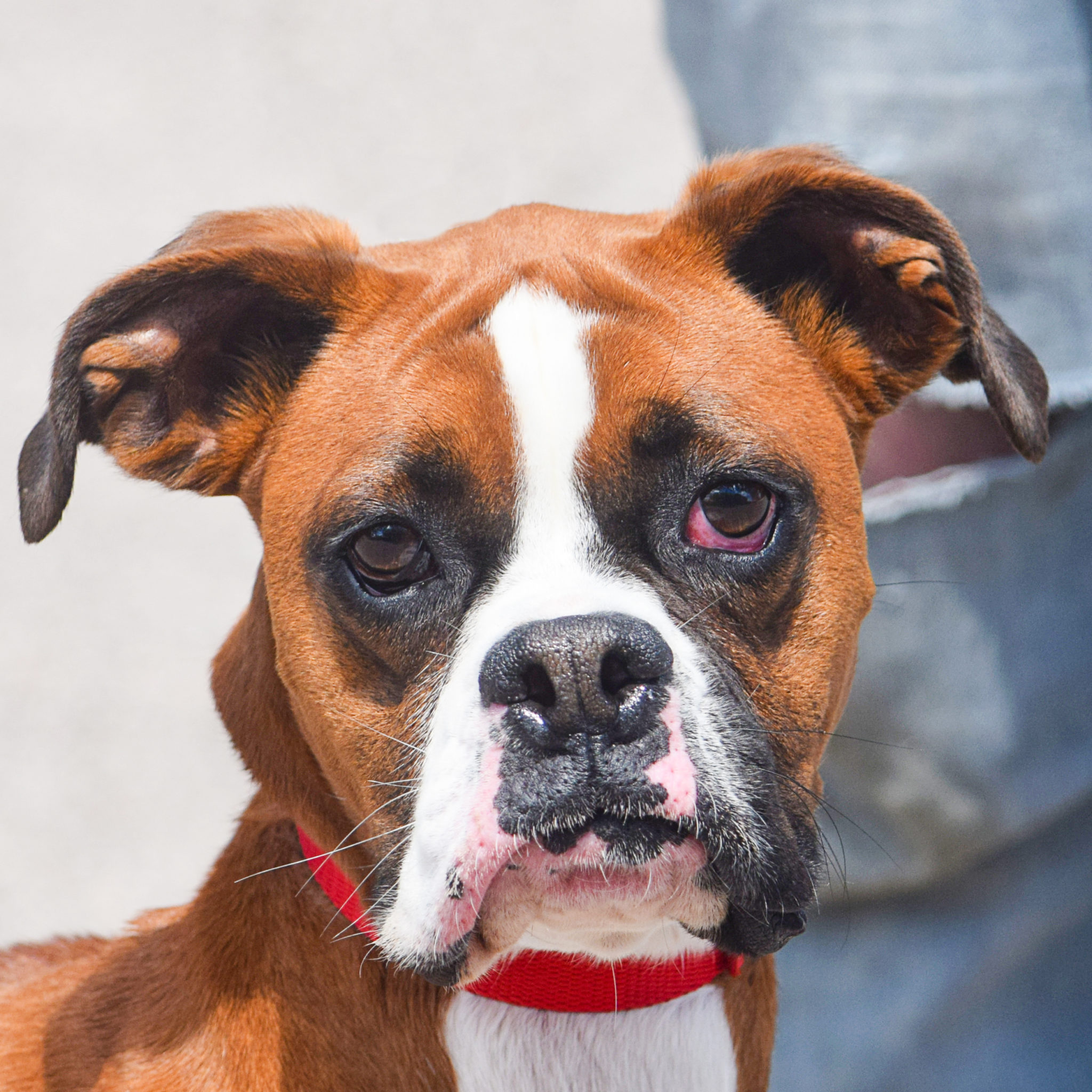 Do Boxers Have Droopy Eyes