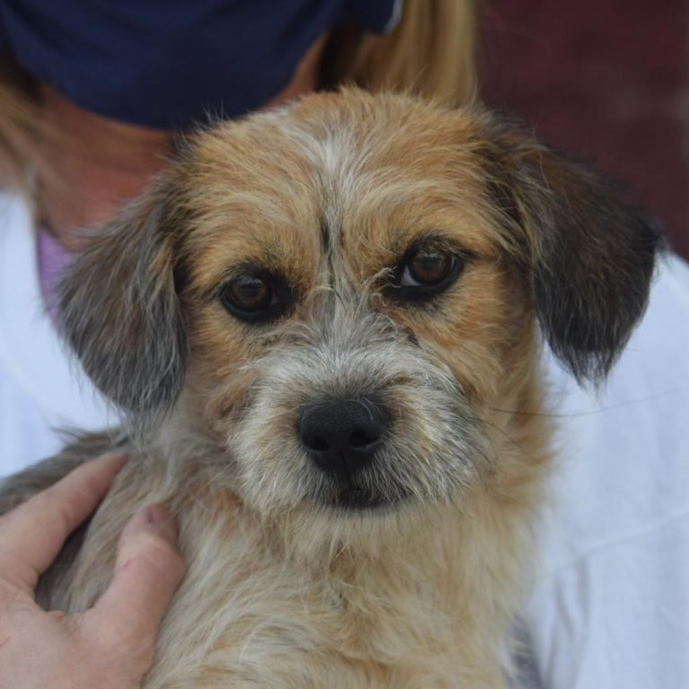 Patty - Animal House Shelter