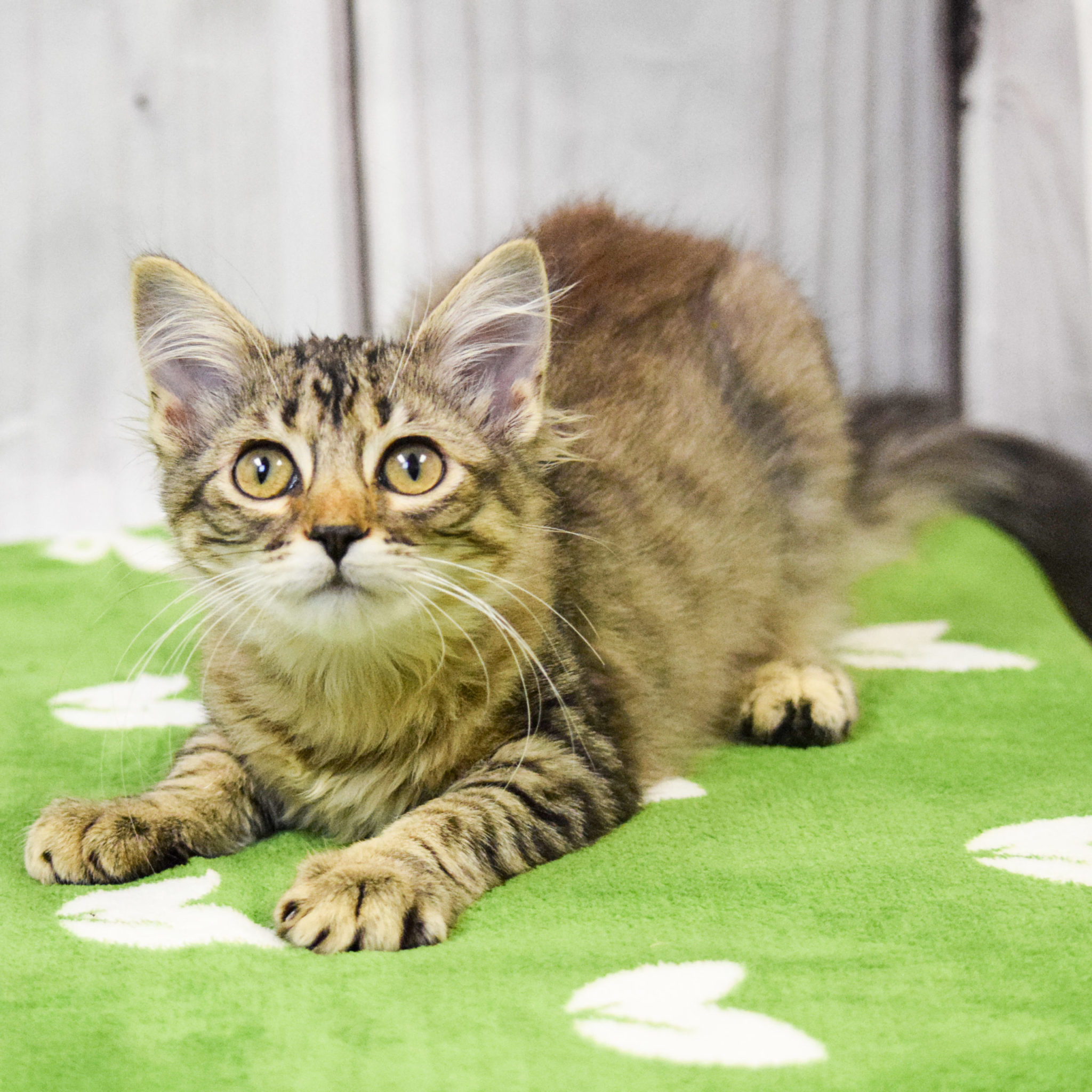 Adrian - Animal House Shelter