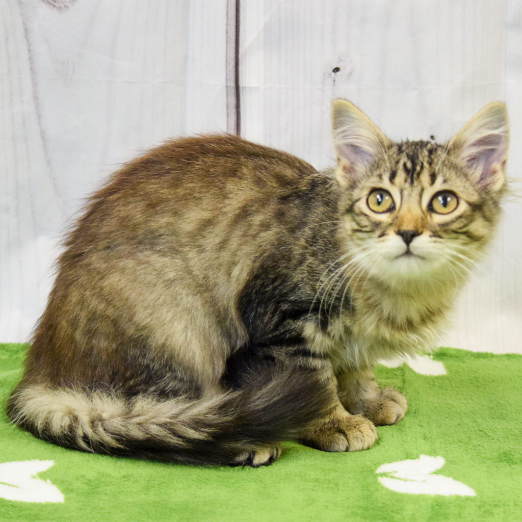 Adrian - Animal House Shelter