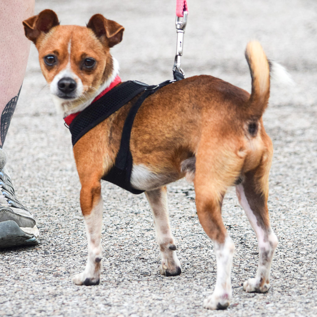 Binx - Animal House Shelter