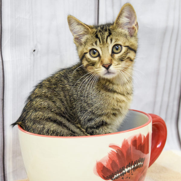 Carter - Animal House Shelter