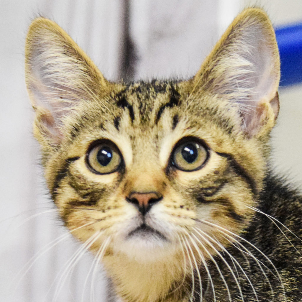 Carter - Animal House Shelter