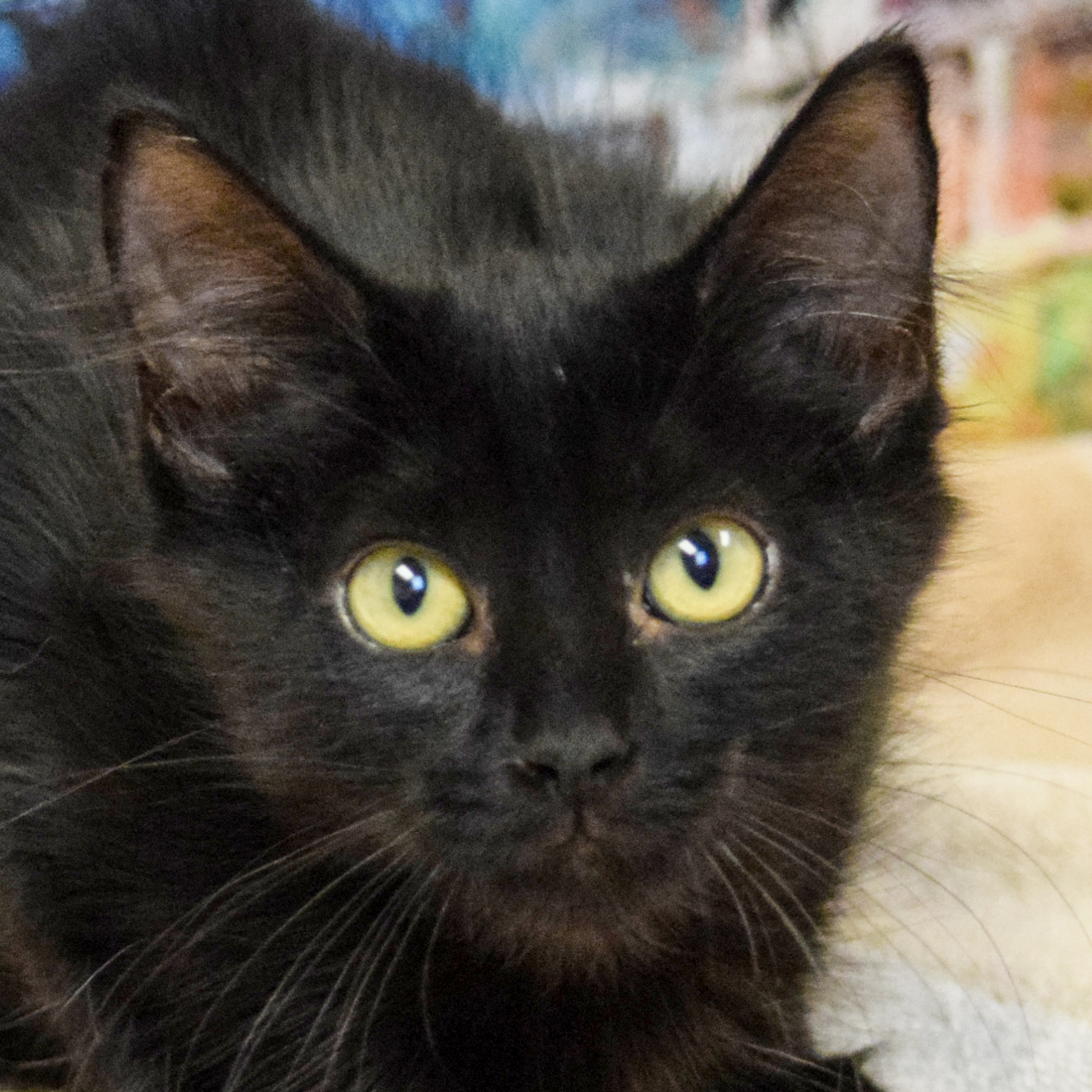 Emi - Animal House Shelter