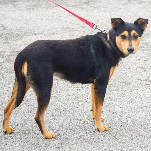 Fawn - Animal House Shelter