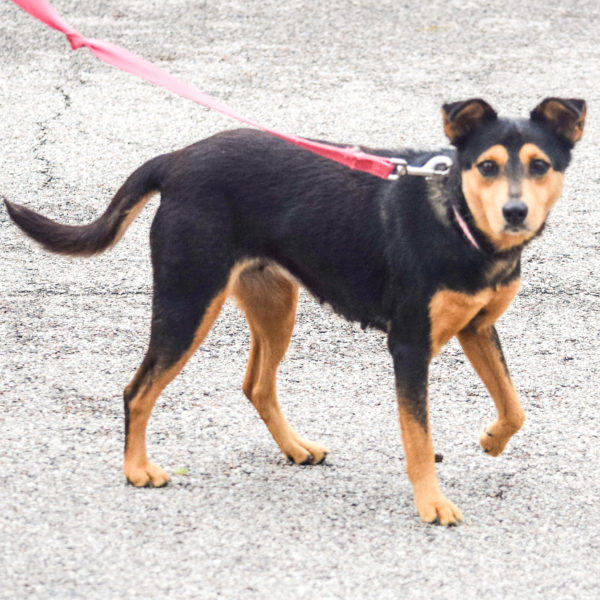 Fawn - Animal House Shelter