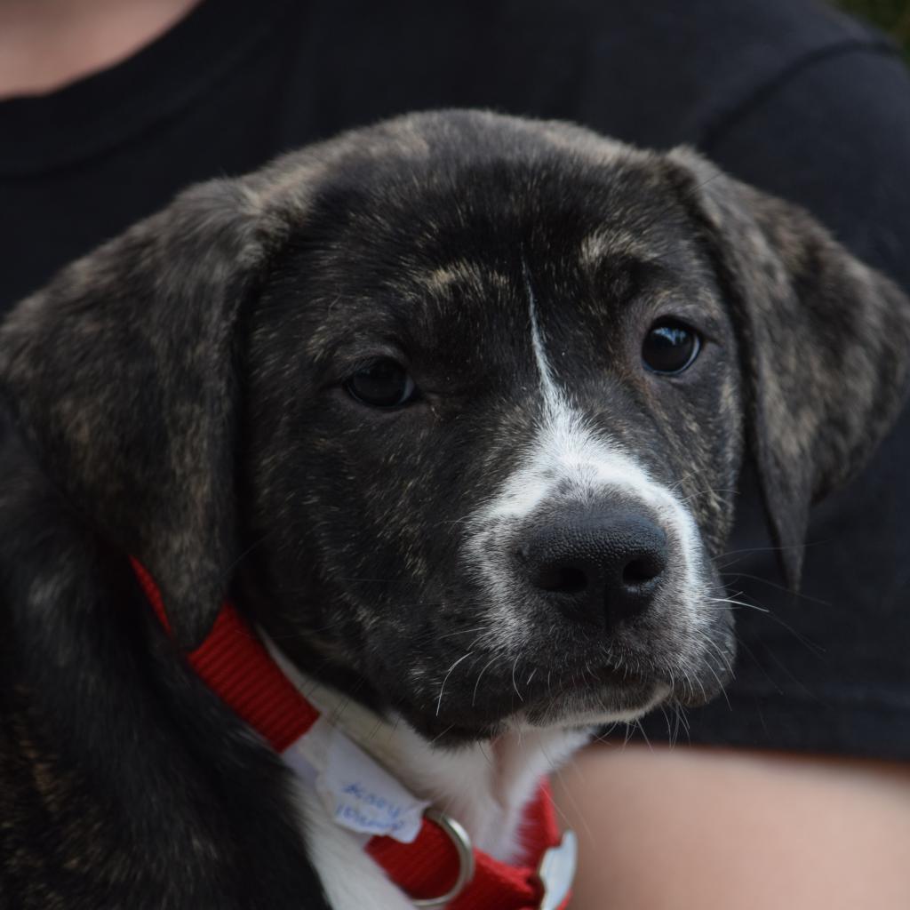 April - Animal House Shelter