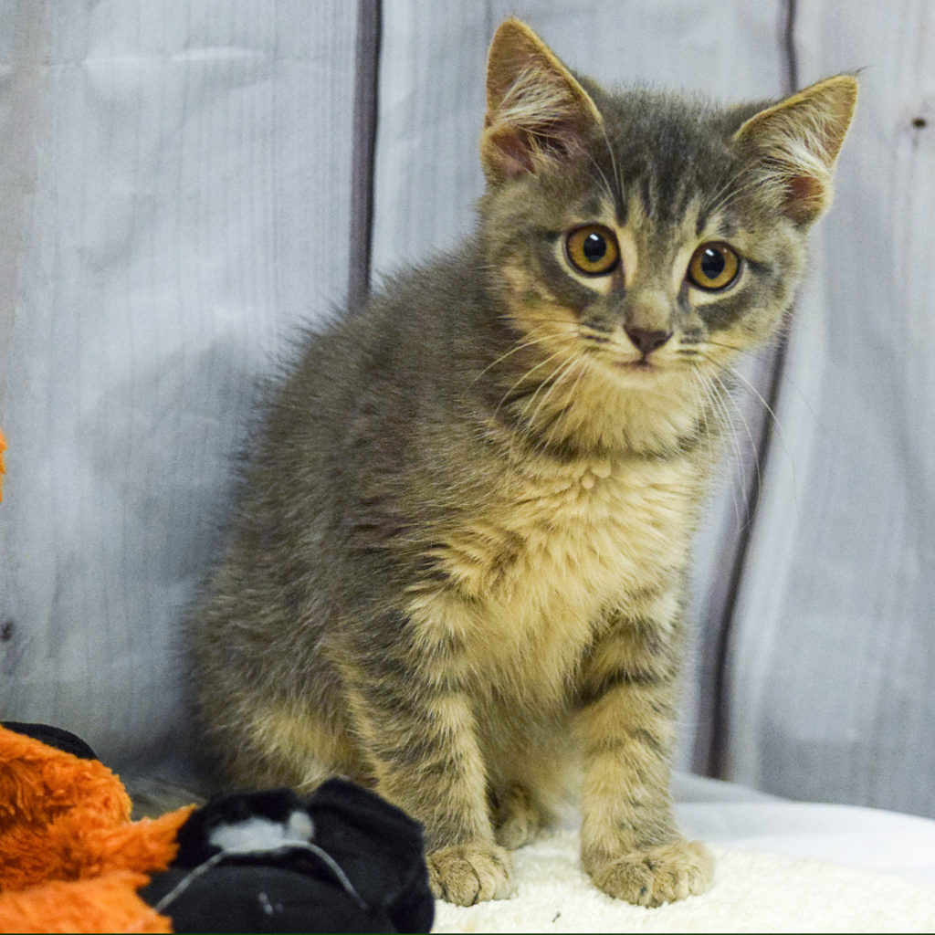 Braxton - Animal House Shelter