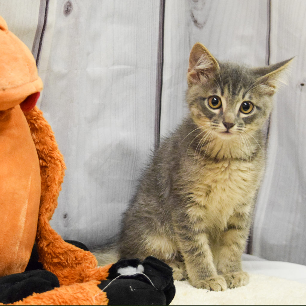 Braxton - Animal House Shelter