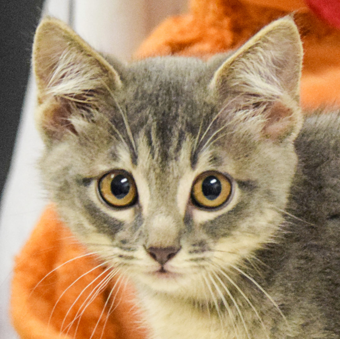 Braxton - Animal House Shelter