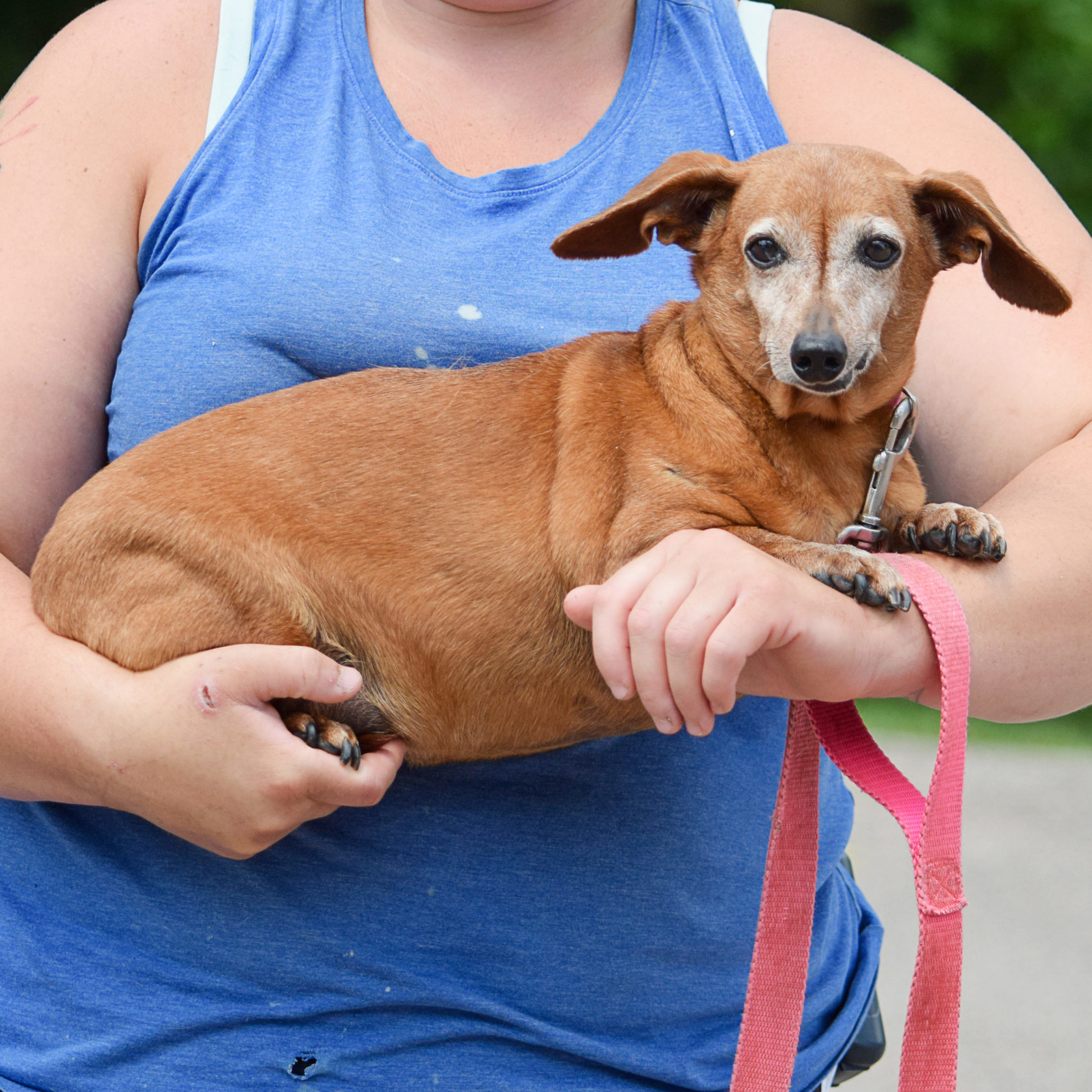 Bree - Animal House Shelter