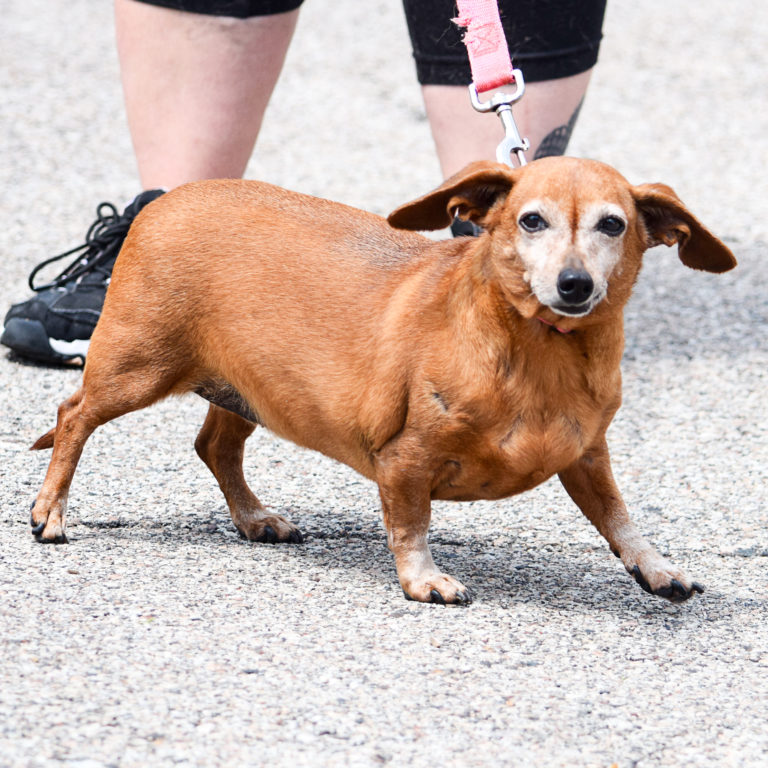 Bree - Animal House Shelter