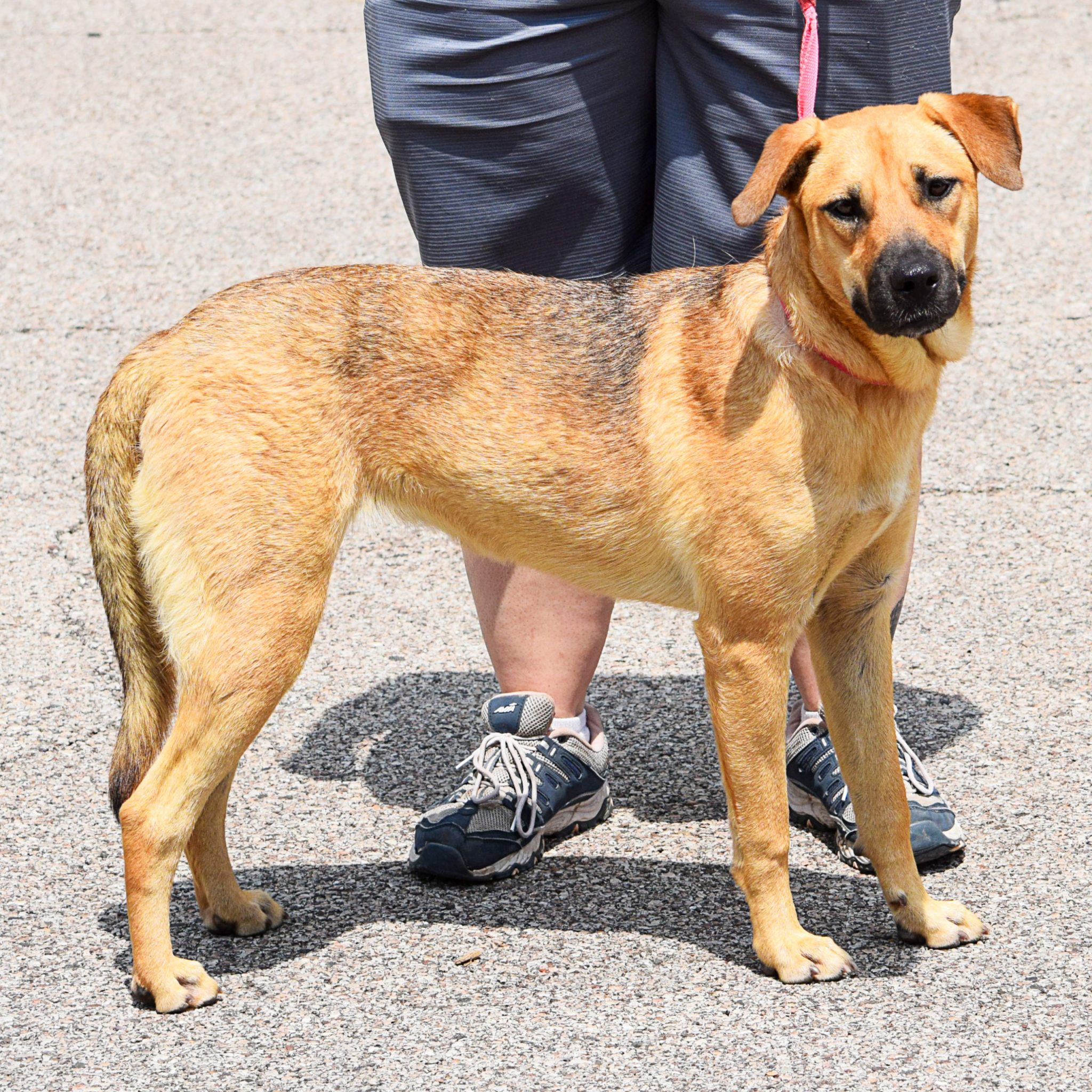 Cassie - Animal House Shelter