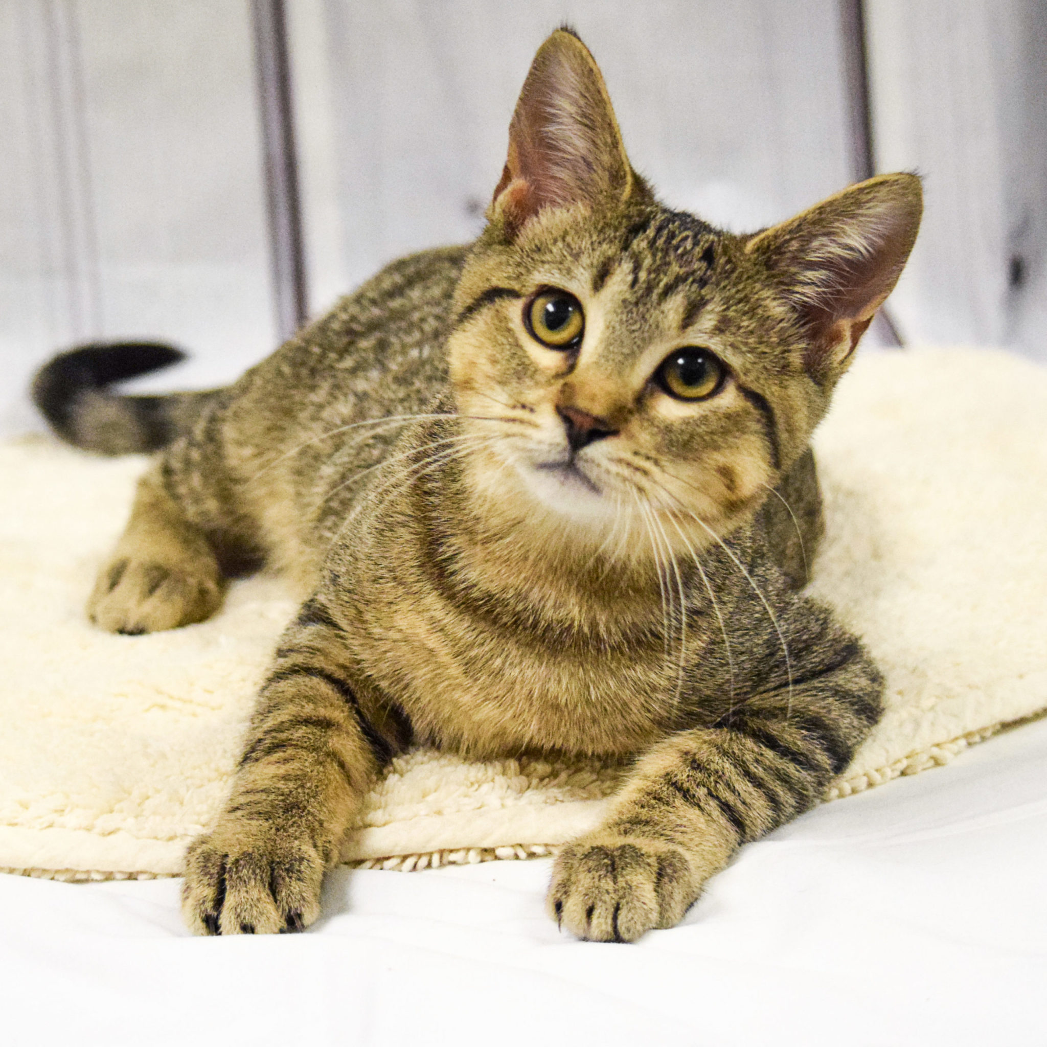 Chewy - Animal House Shelter