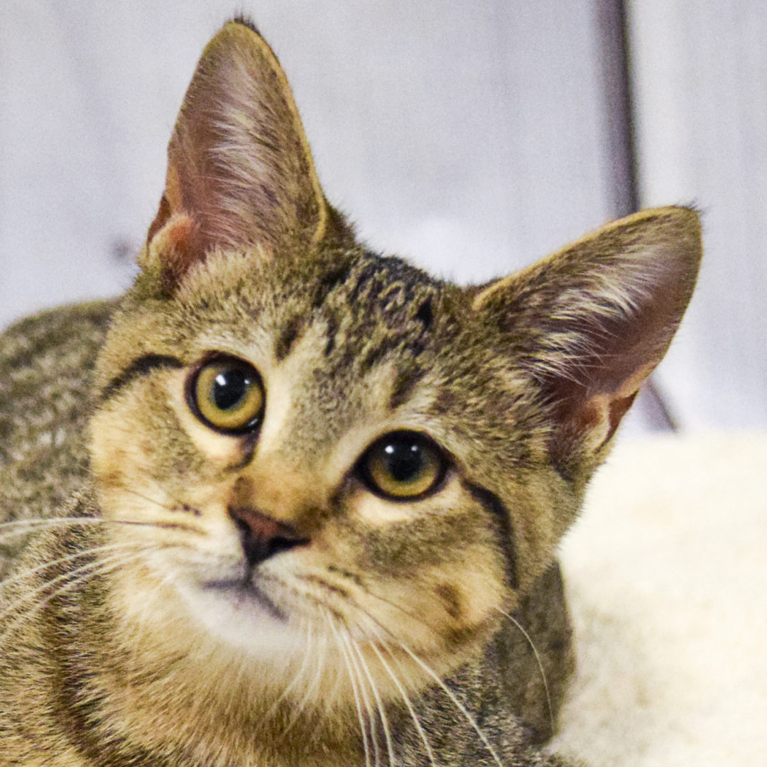 Chewy - Animal House Shelter