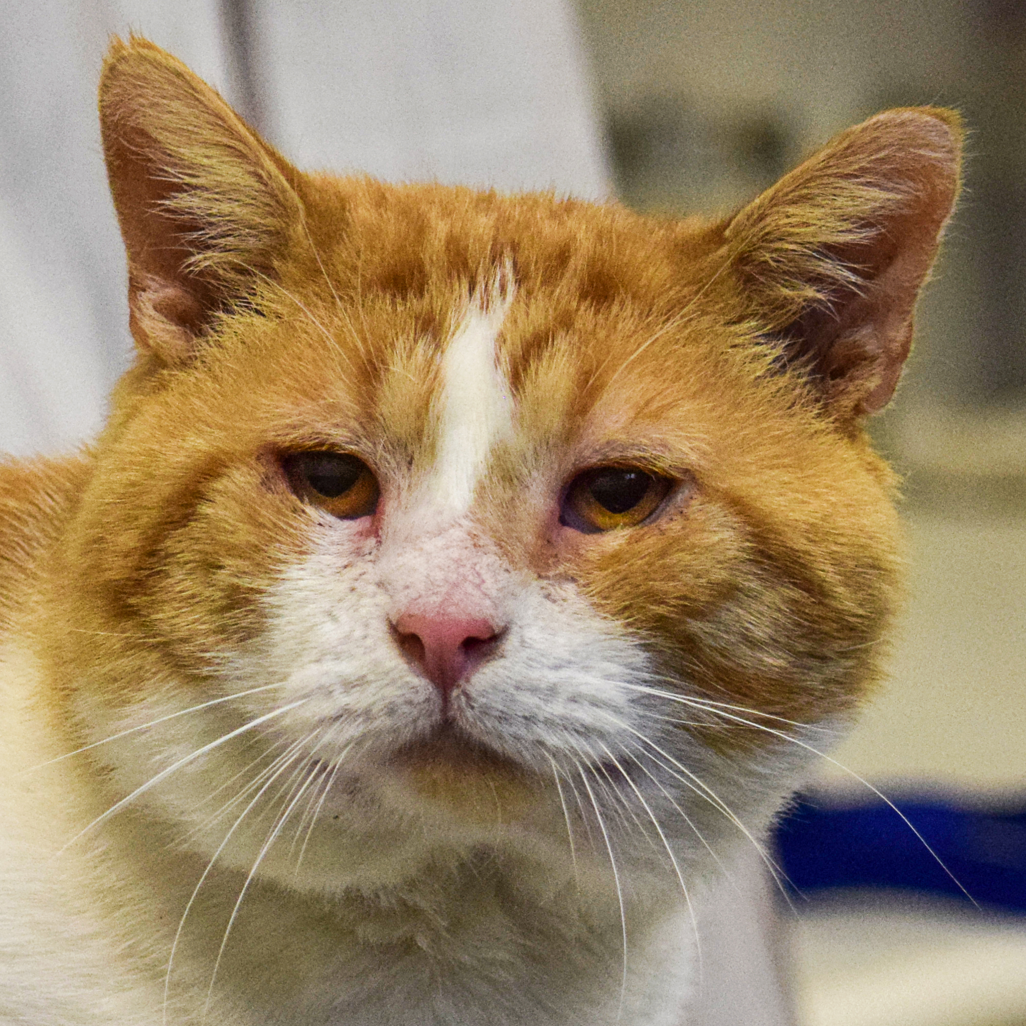 Clint Eastwood - Animal House Shelter