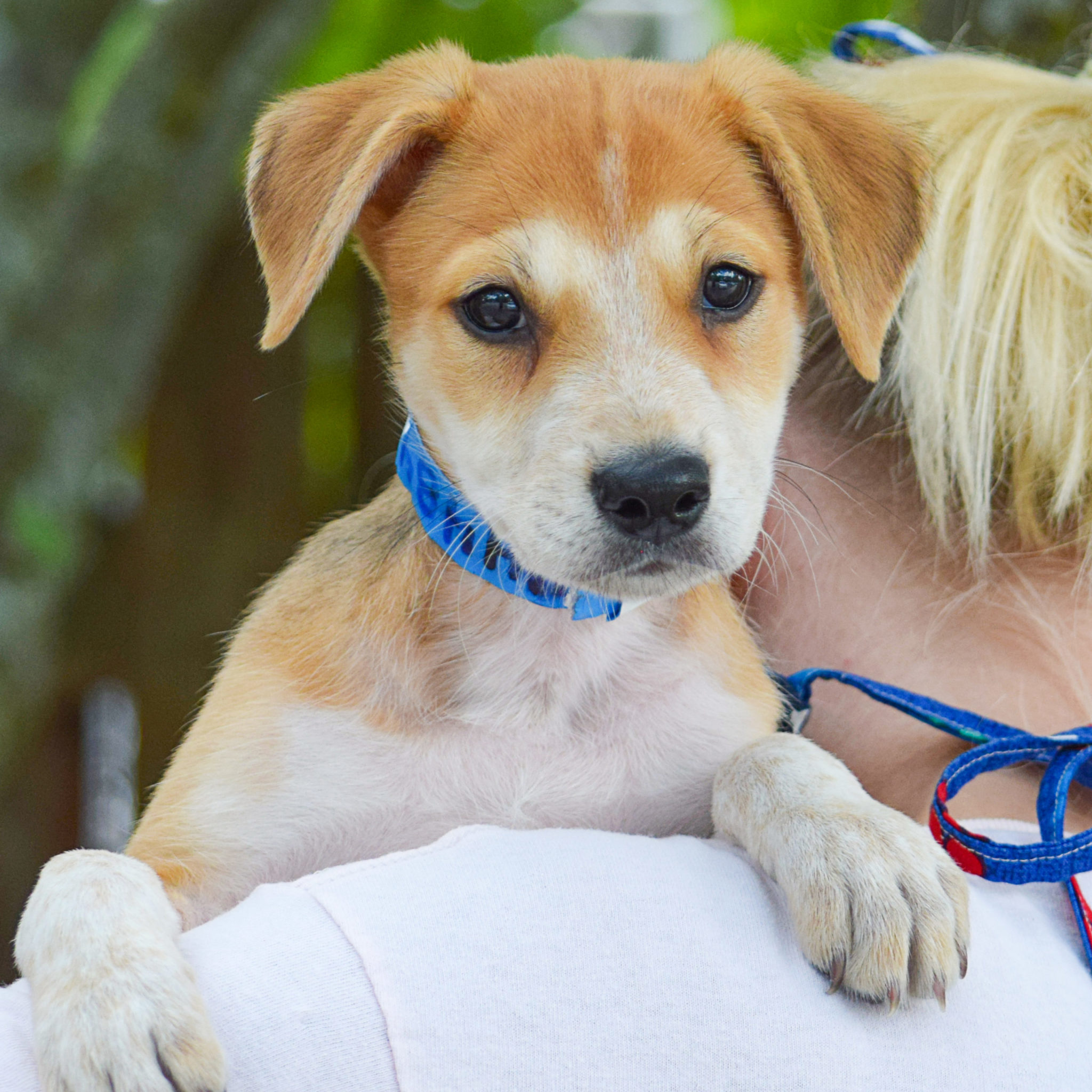 Dewey - Animal House Shelter