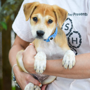 Dewey - Animal House Shelter