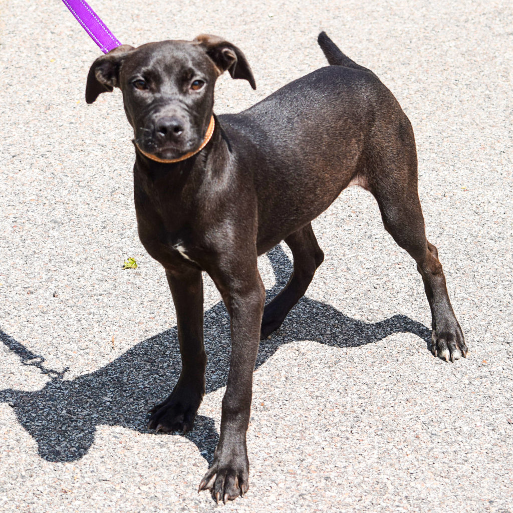 Gigi - Animal House Shelter