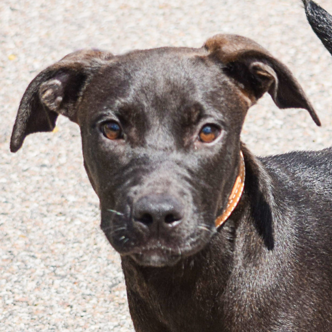 Gigi - Animal House Shelter