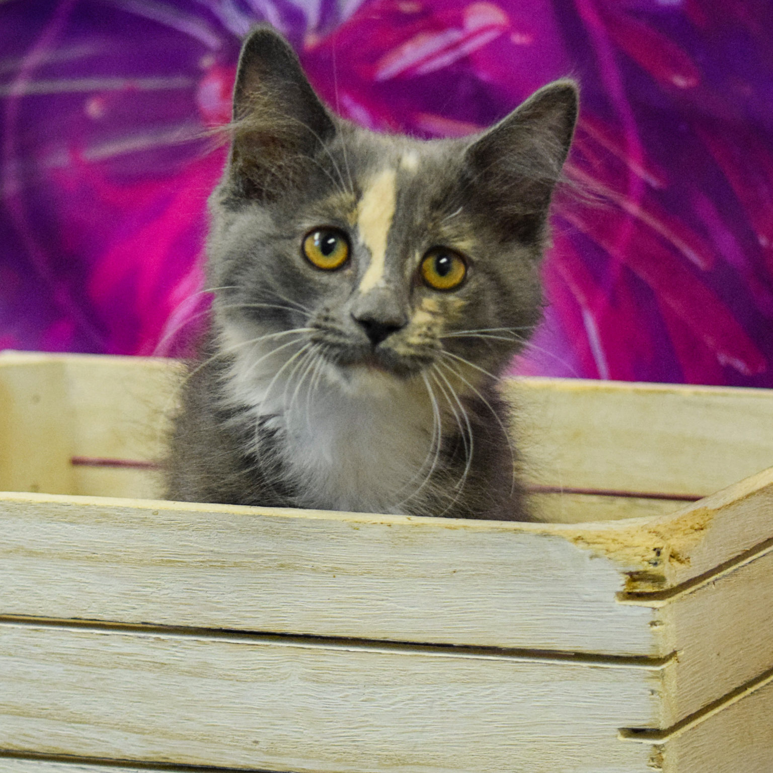 Hannah - Animal House Shelter