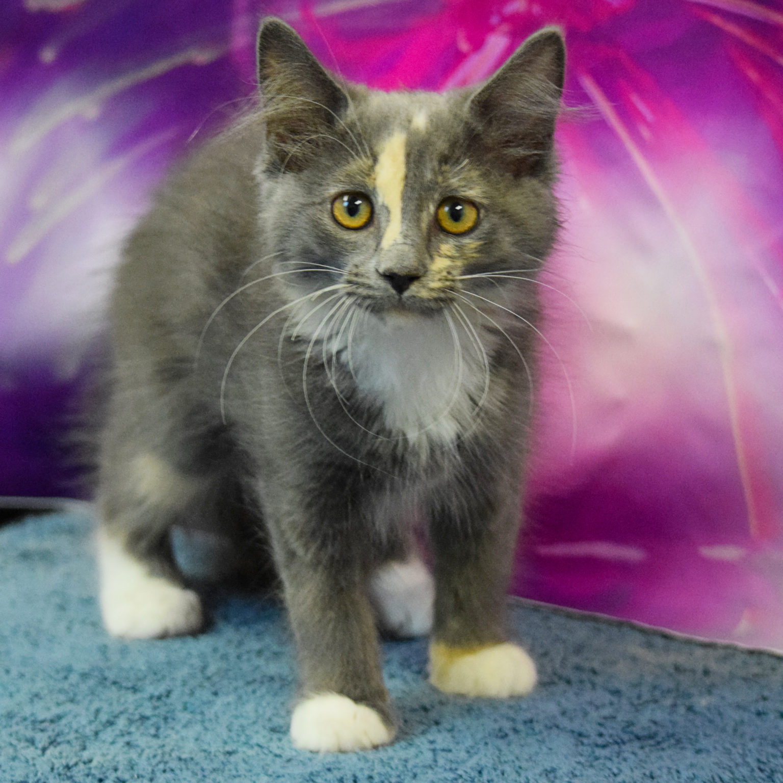 Hannah - Animal House Shelter