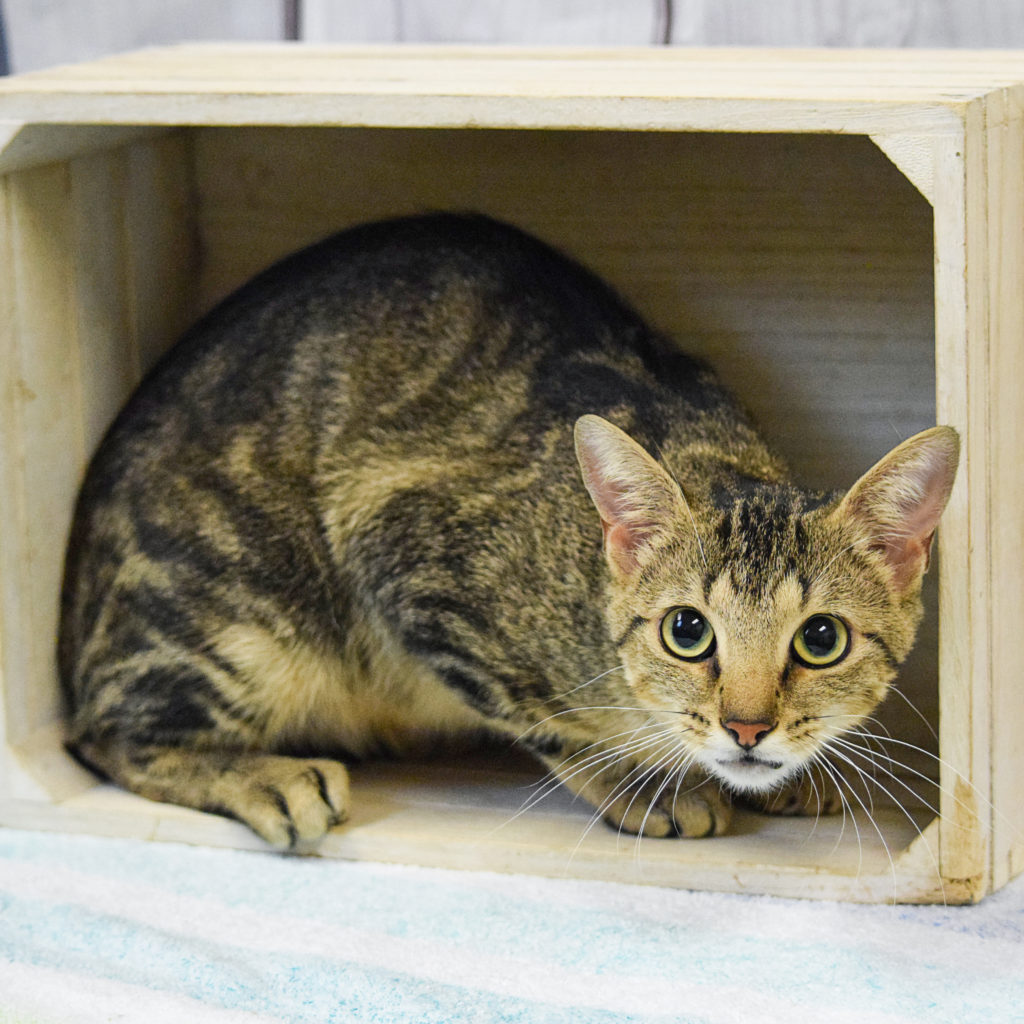 Jacqueline - Animal House Shelter