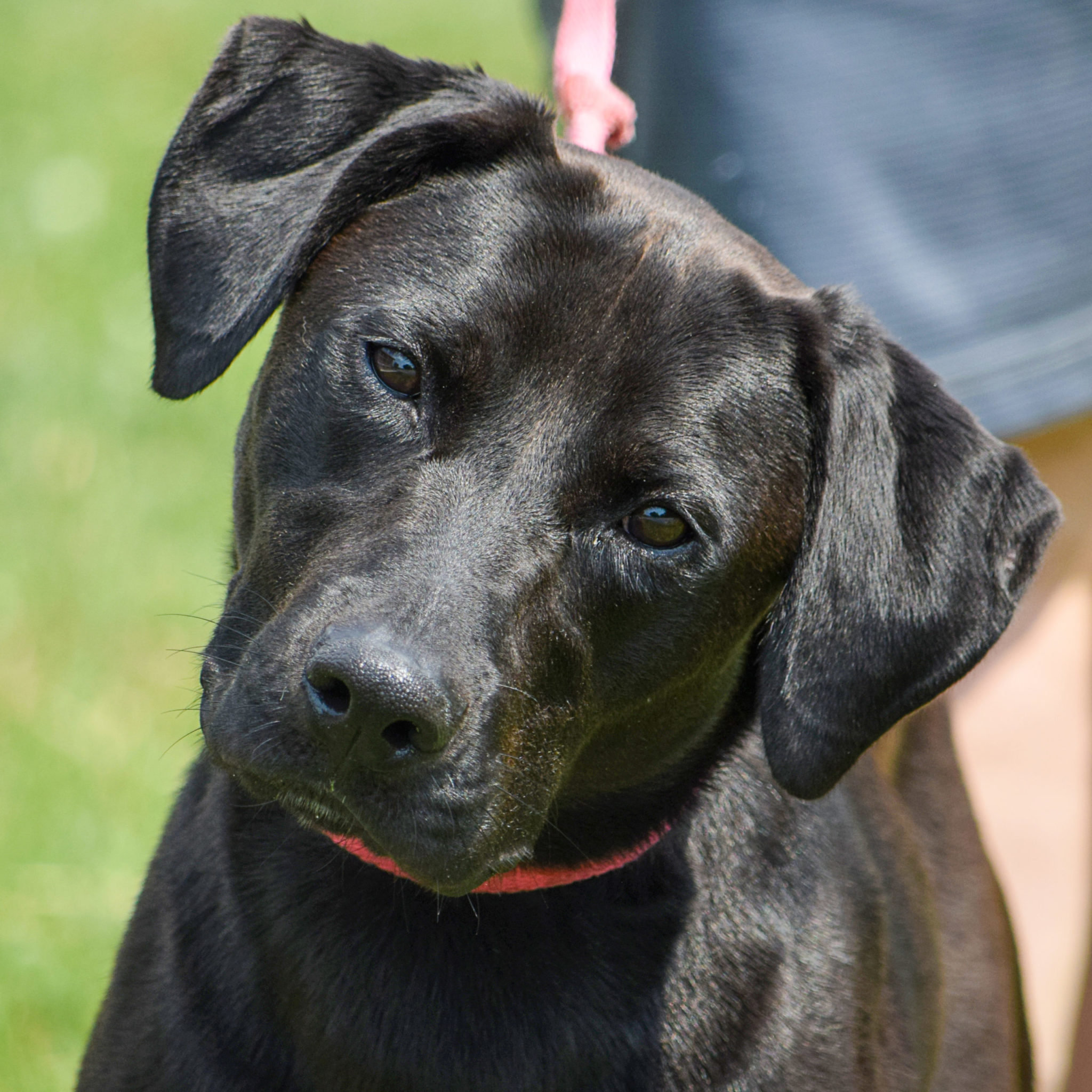 Knight - Animal House Shelter