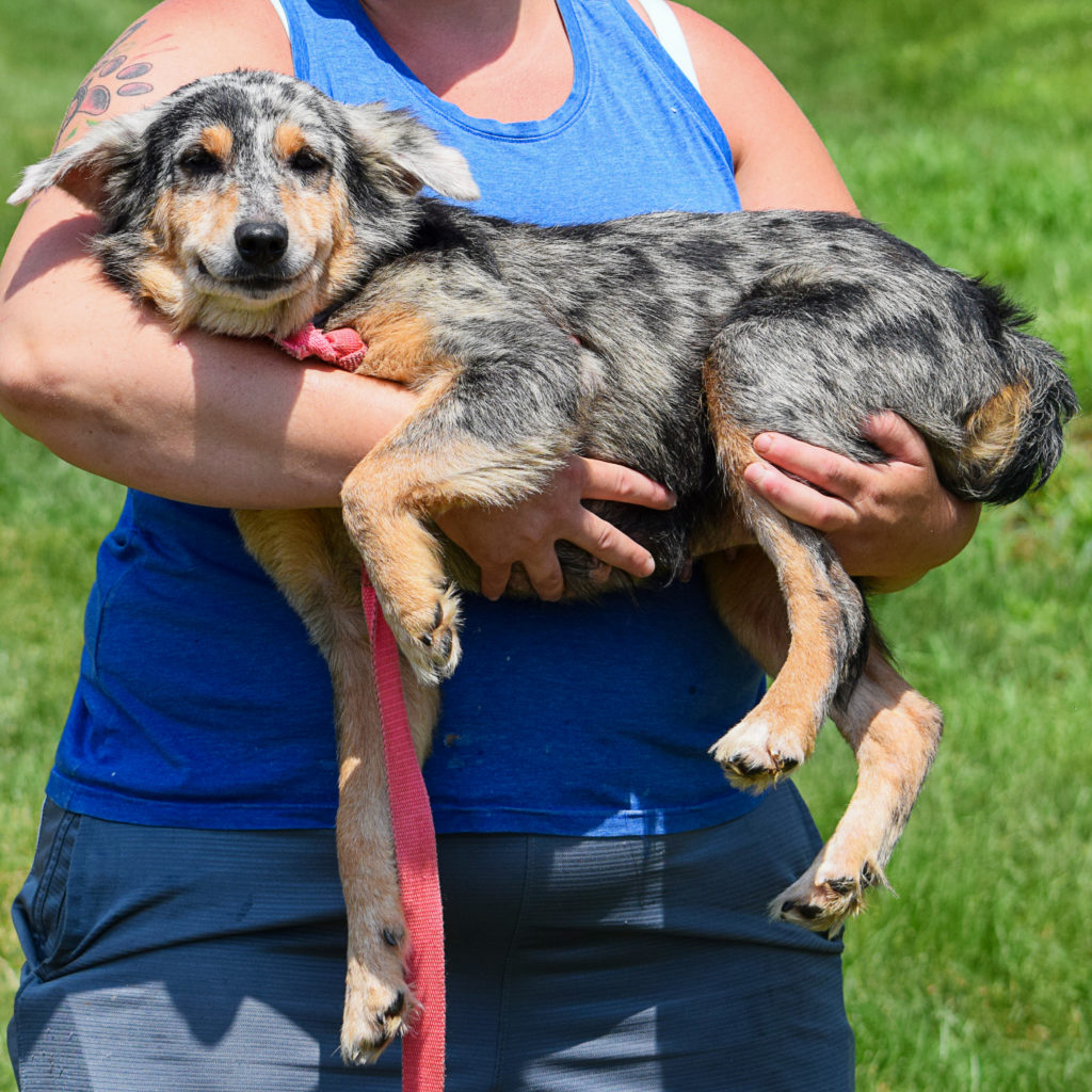 Lady - Animal House Shelter