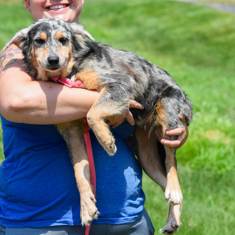 Lady - Animal House Shelter