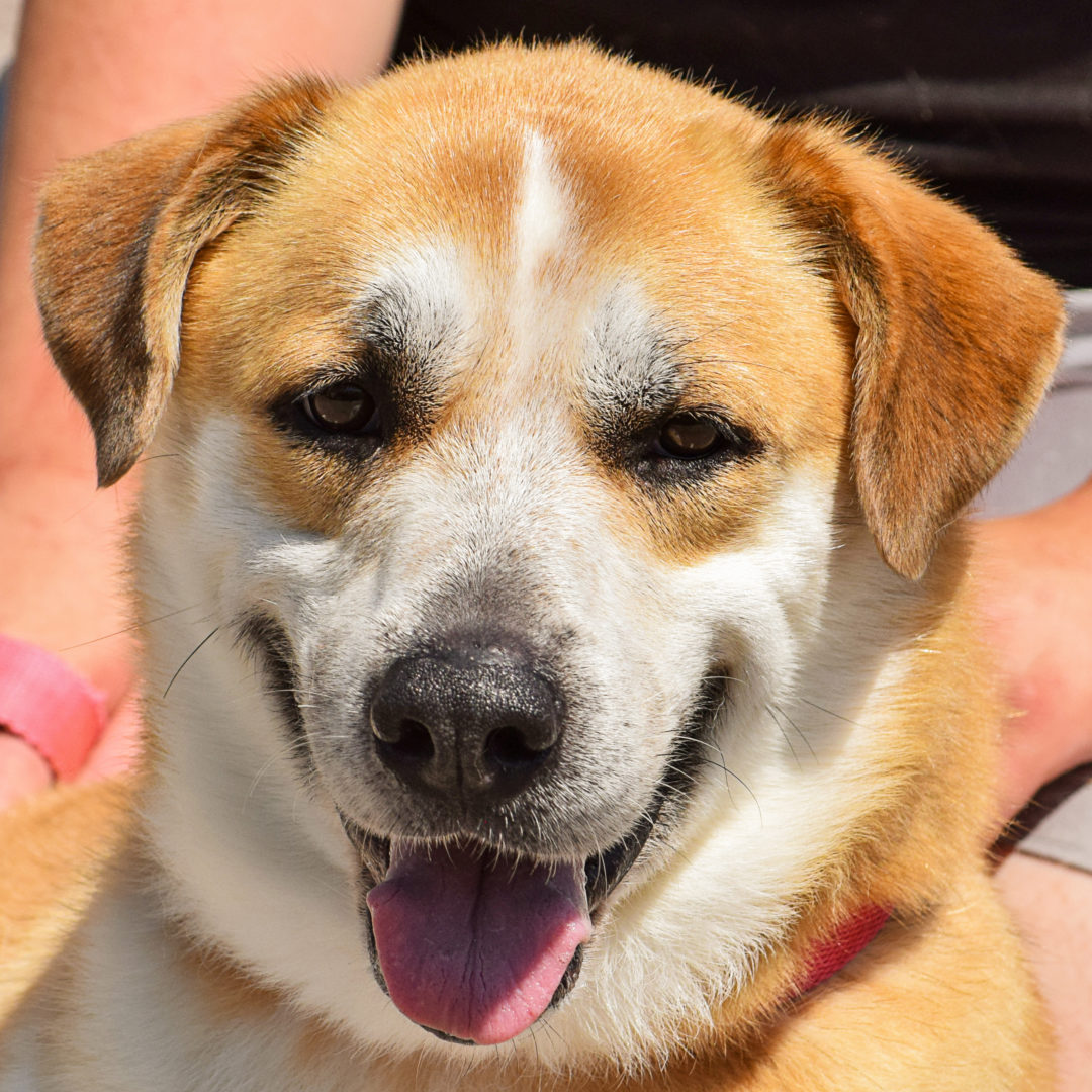 Lincoln - Animal House Shelter