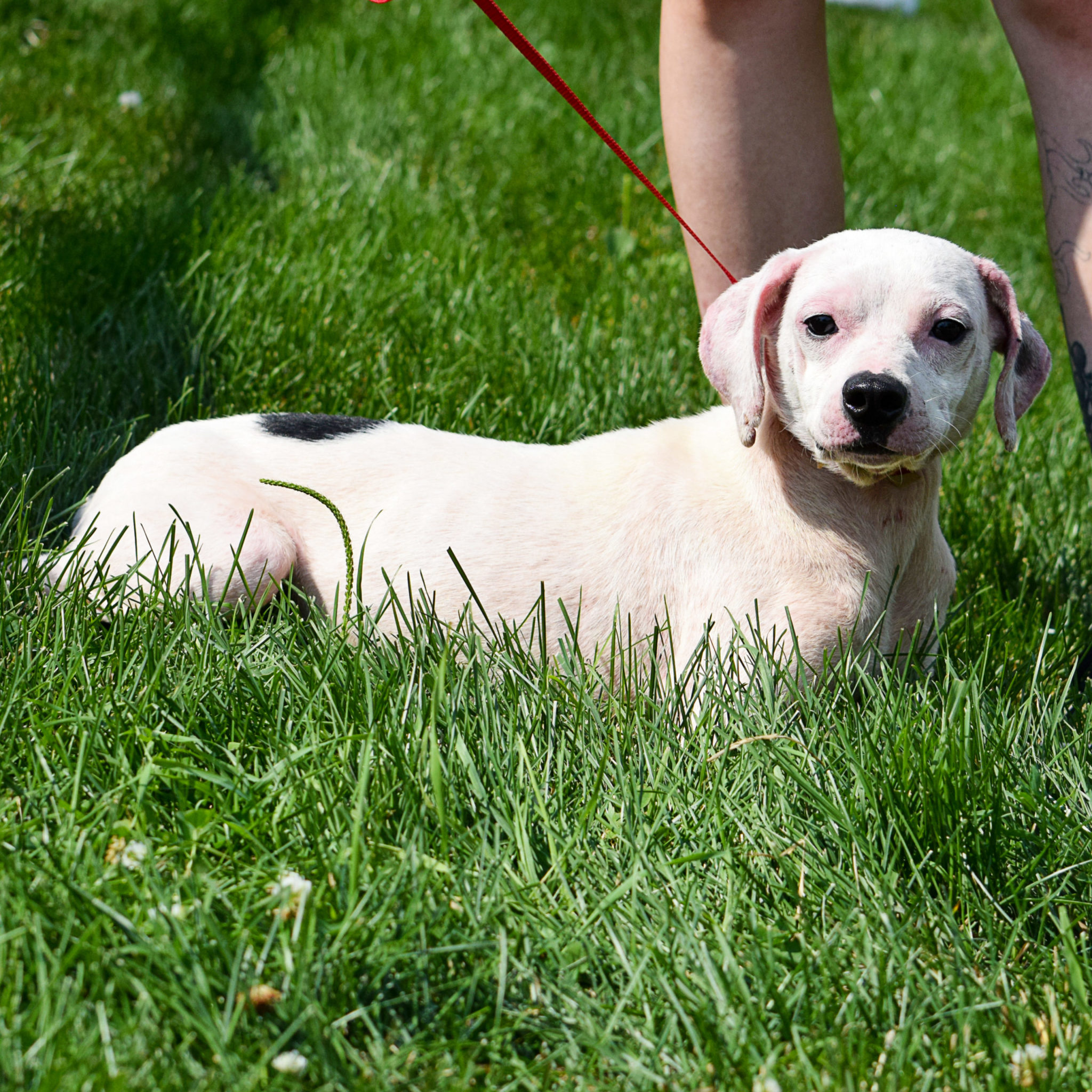 Millie - Animal House Shelter