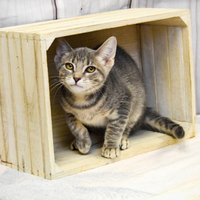 Mini - Animal House Shelter