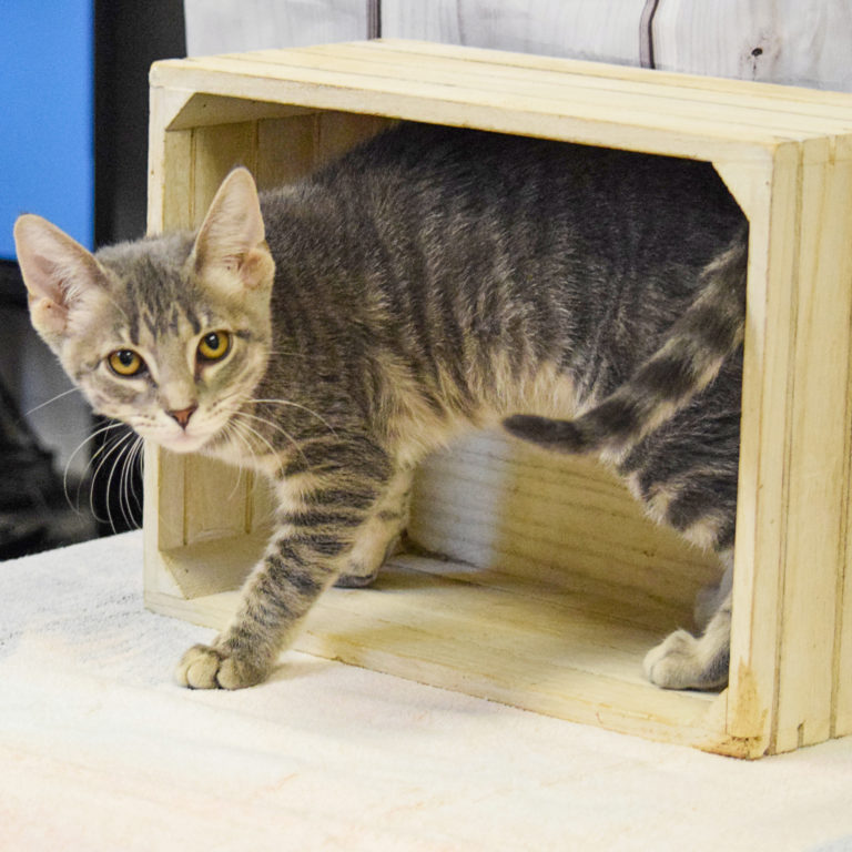 Mini - Animal House Shelter