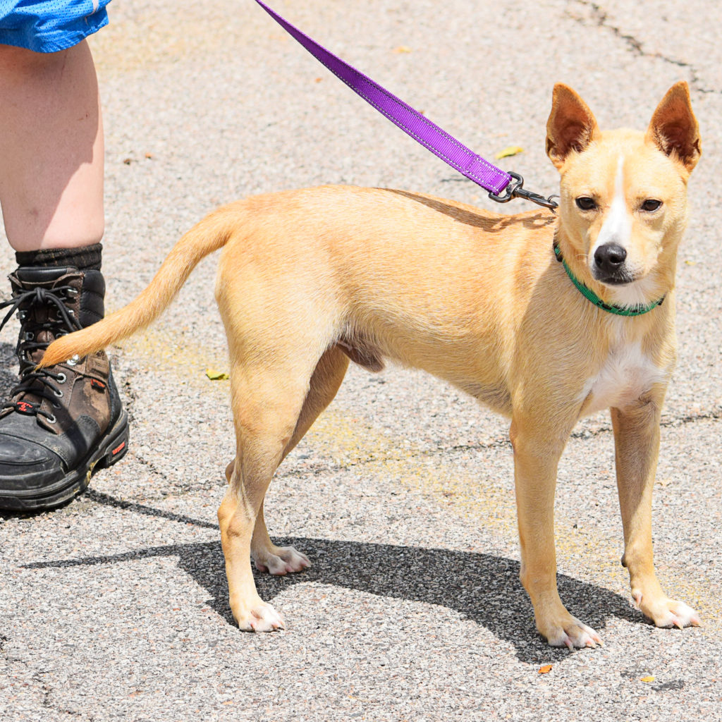 Owen - Animal House Shelter