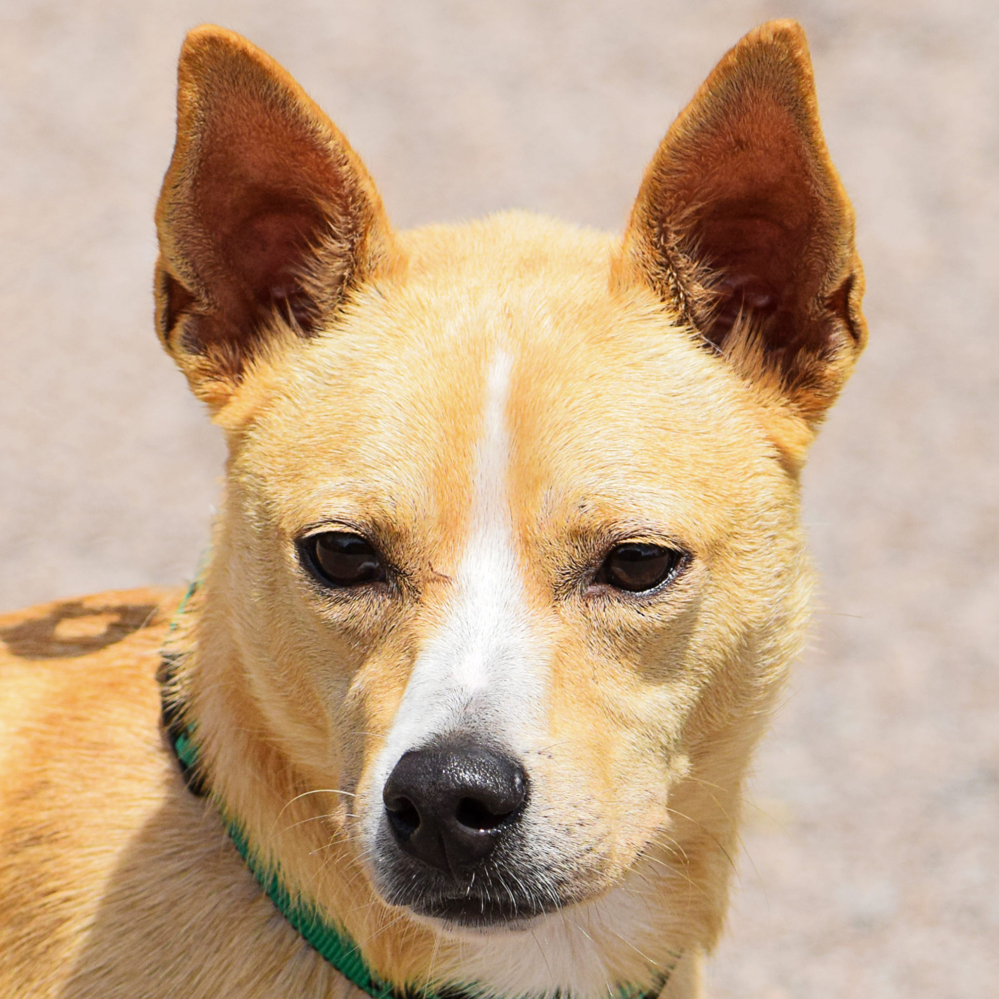 Owen - Animal House Shelter