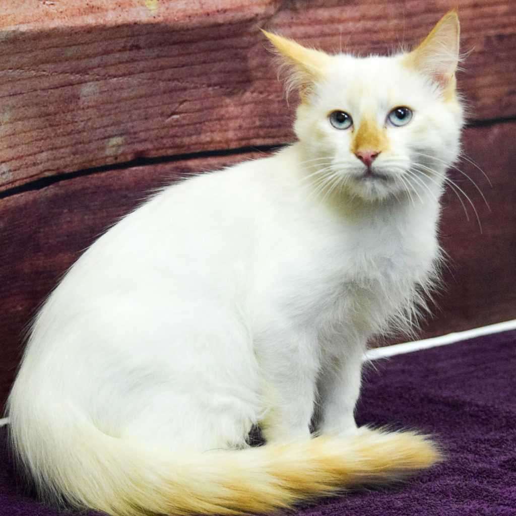 Rascal - Animal House Shelter