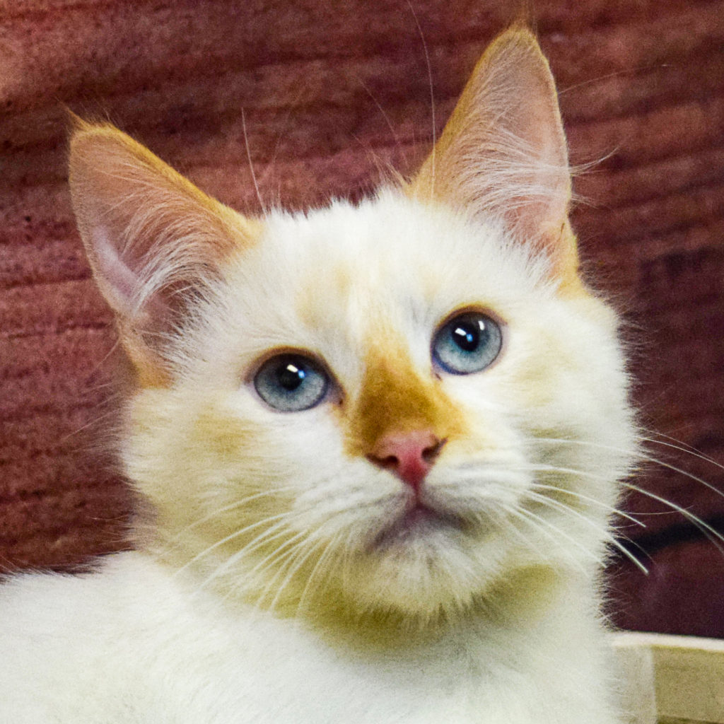 Rascal - Animal House Shelter