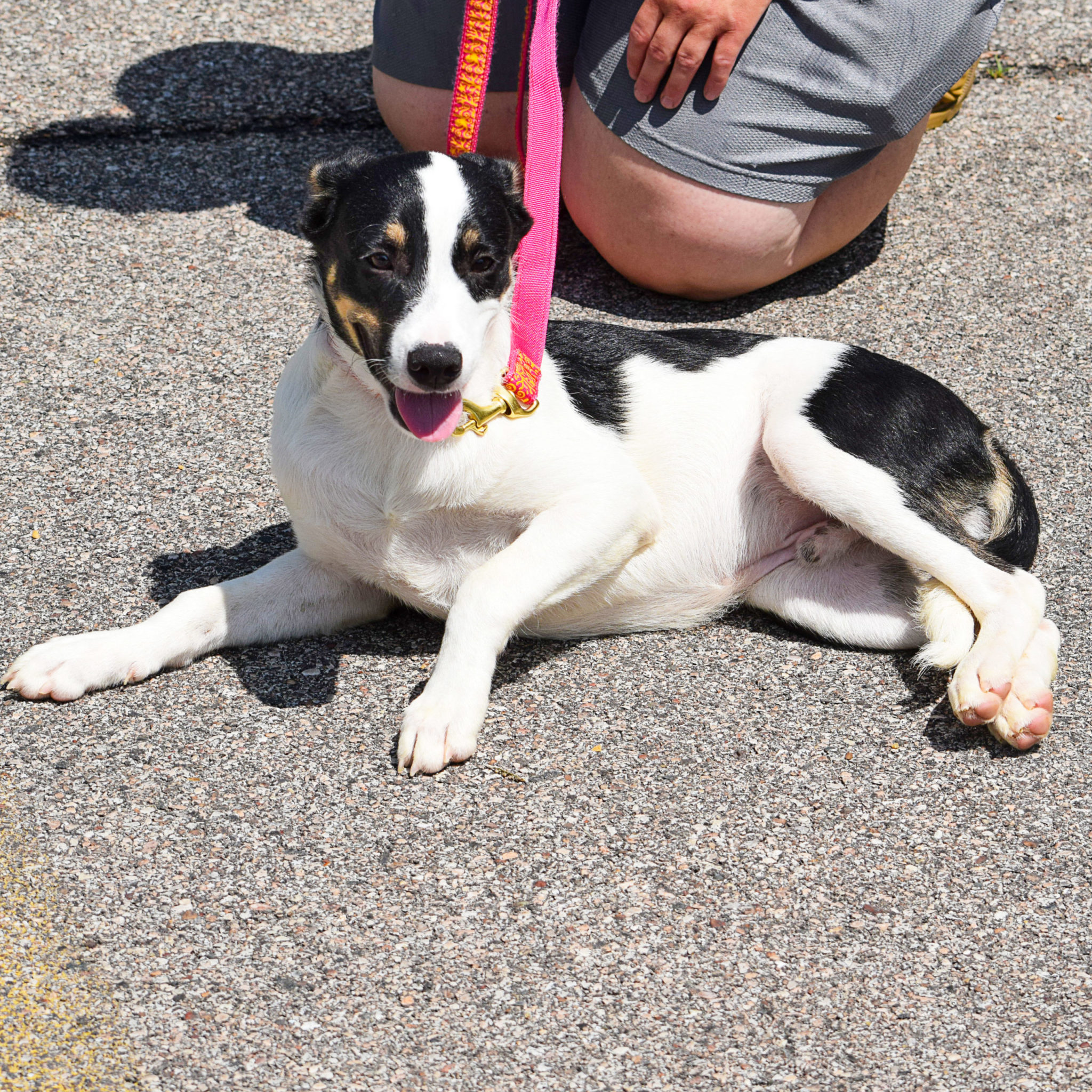 Suga - Animal House Shelter