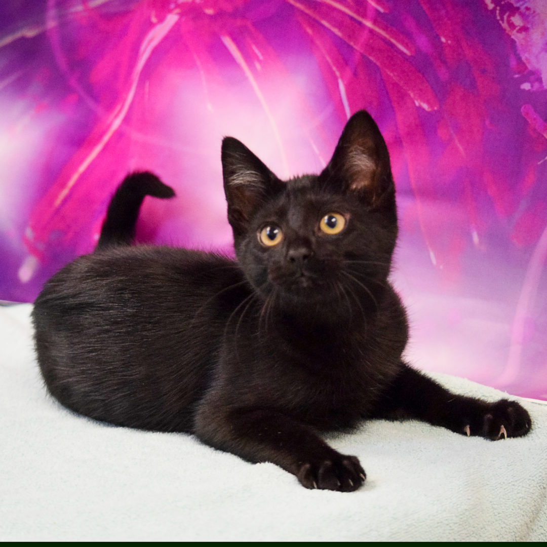 Tanya - Animal House Shelter