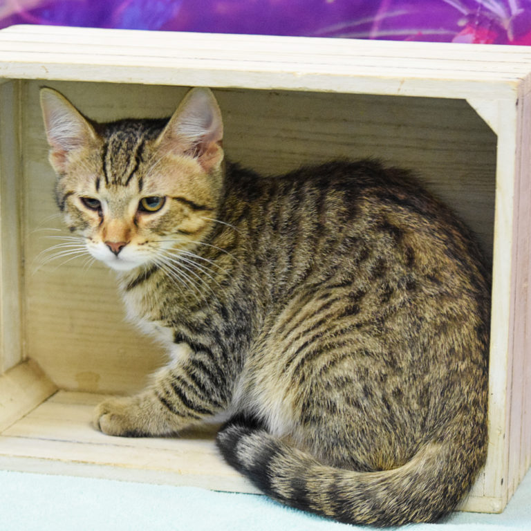 Terry - Animal House Shelter